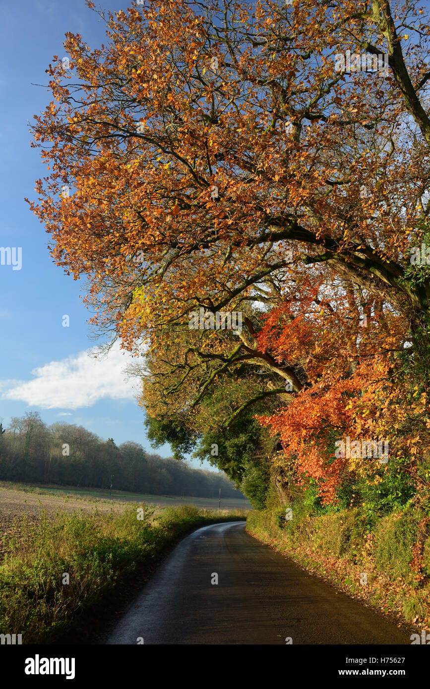 Country lane overhanging tree hi-res stock photography and images - Alamy