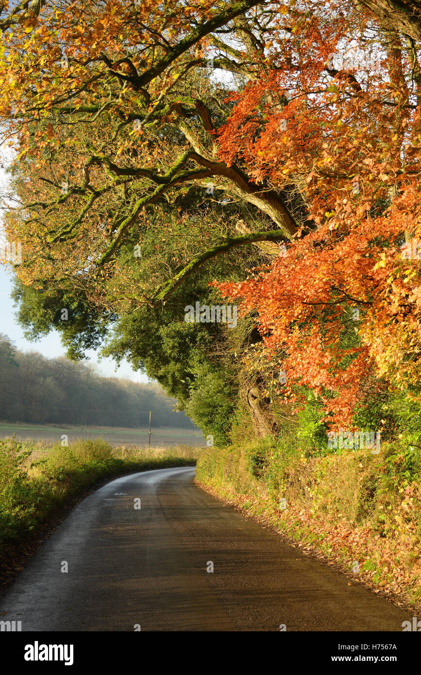 Country lane overhanging tree hi-res stock photography and images - Alamy