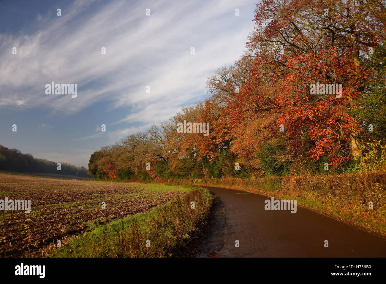 Autumn colours along a country lane in late November Stock Photo - Alamy