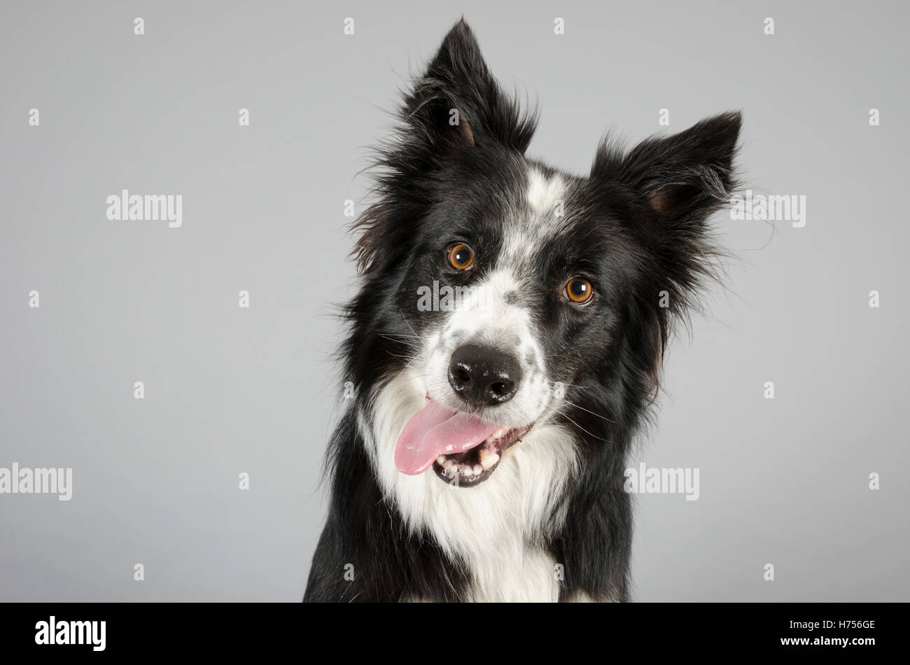 Border Collie, Male, 7 years old, UK Stock Photo - Alamy