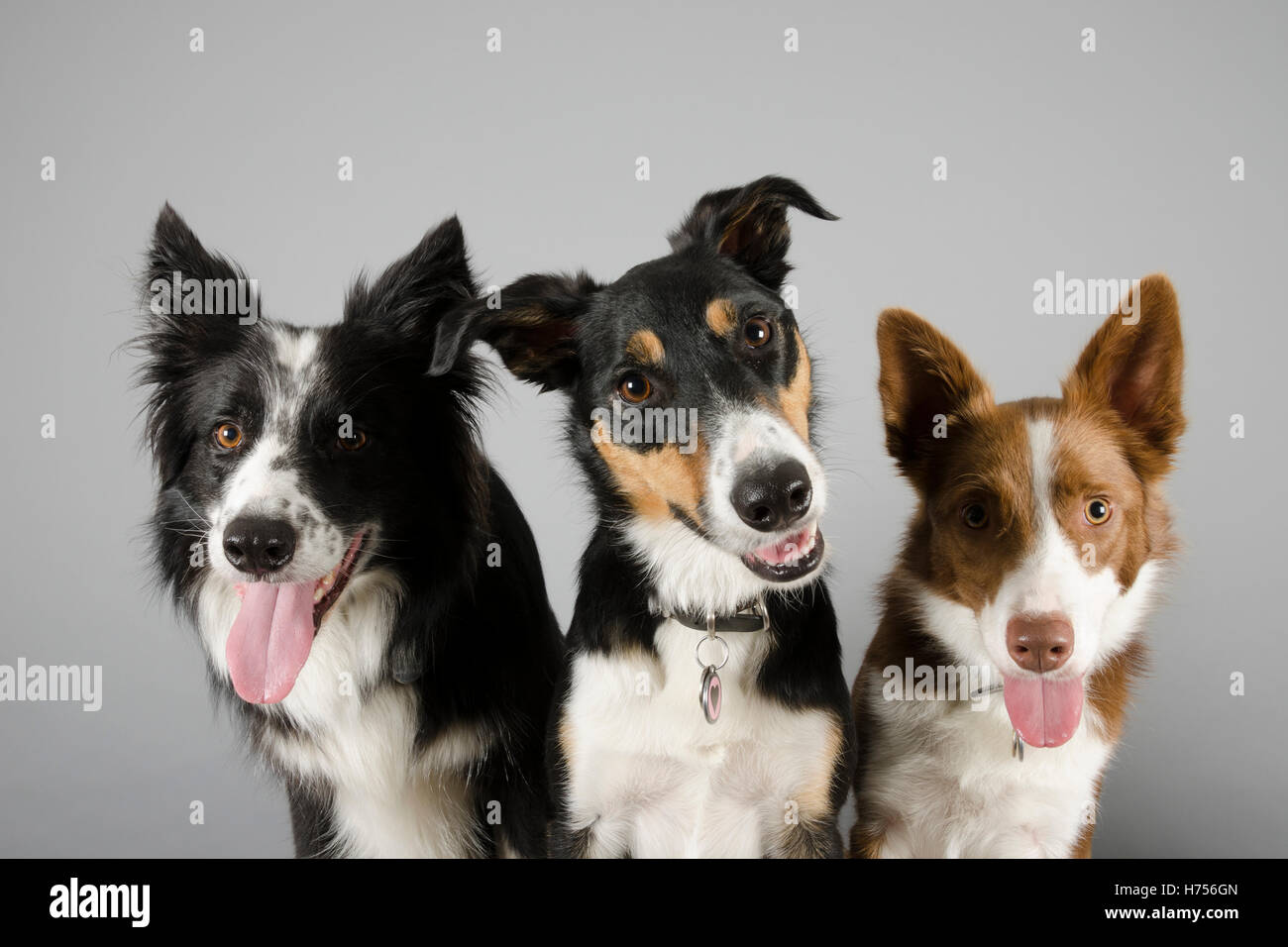 Three Border Collie dogs sitting together with a grey background behind ...