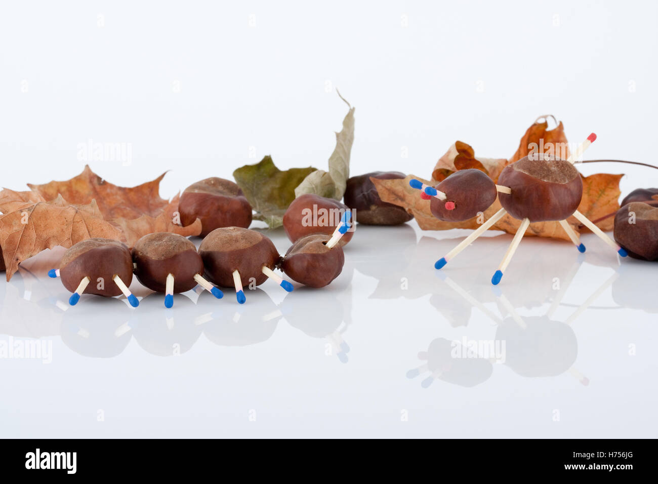 Chestnut figure with leafs on white background Stock Photo - Alamy