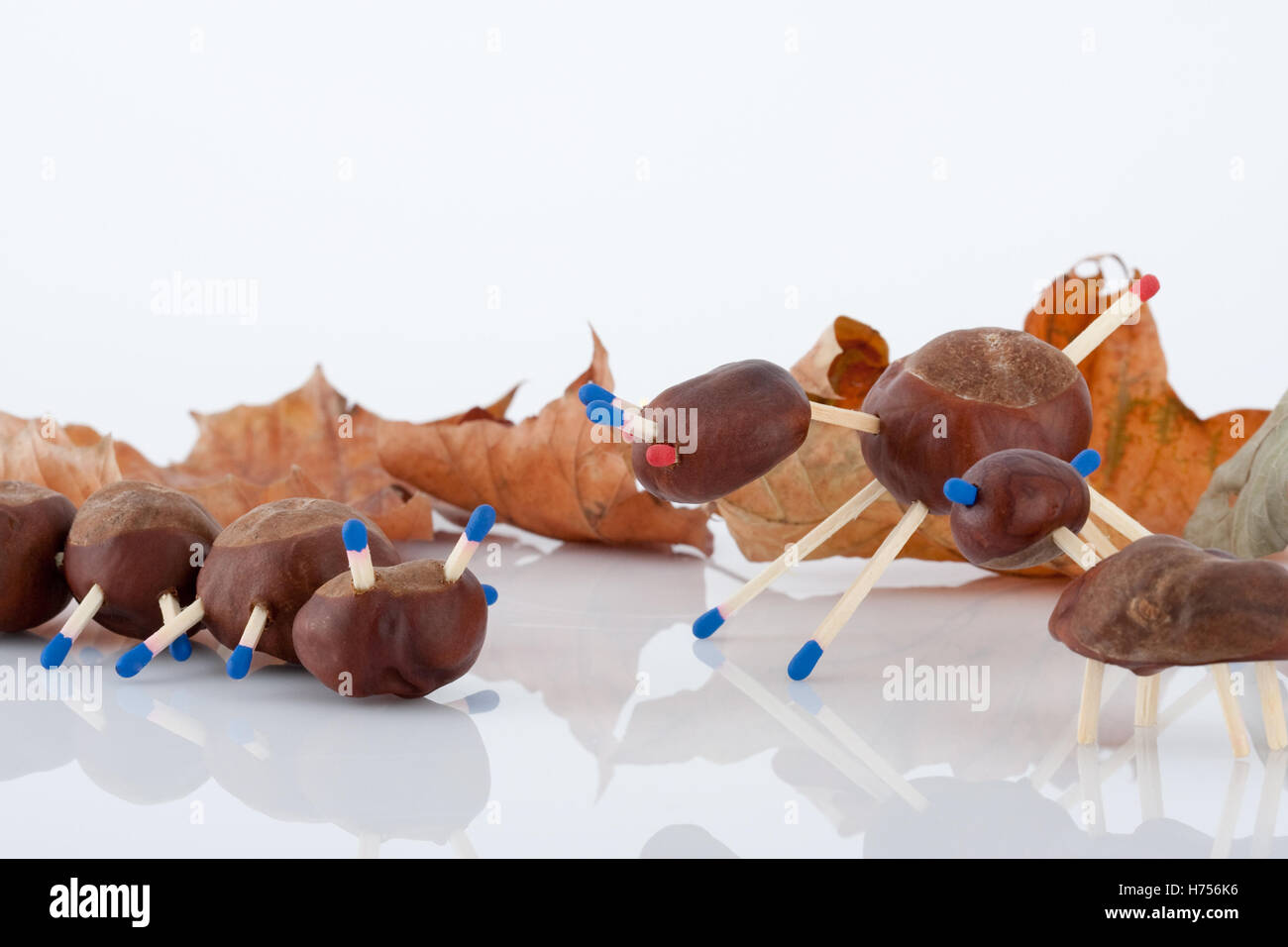 Chestnut figure with leafs on white background Stock Photo - Alamy