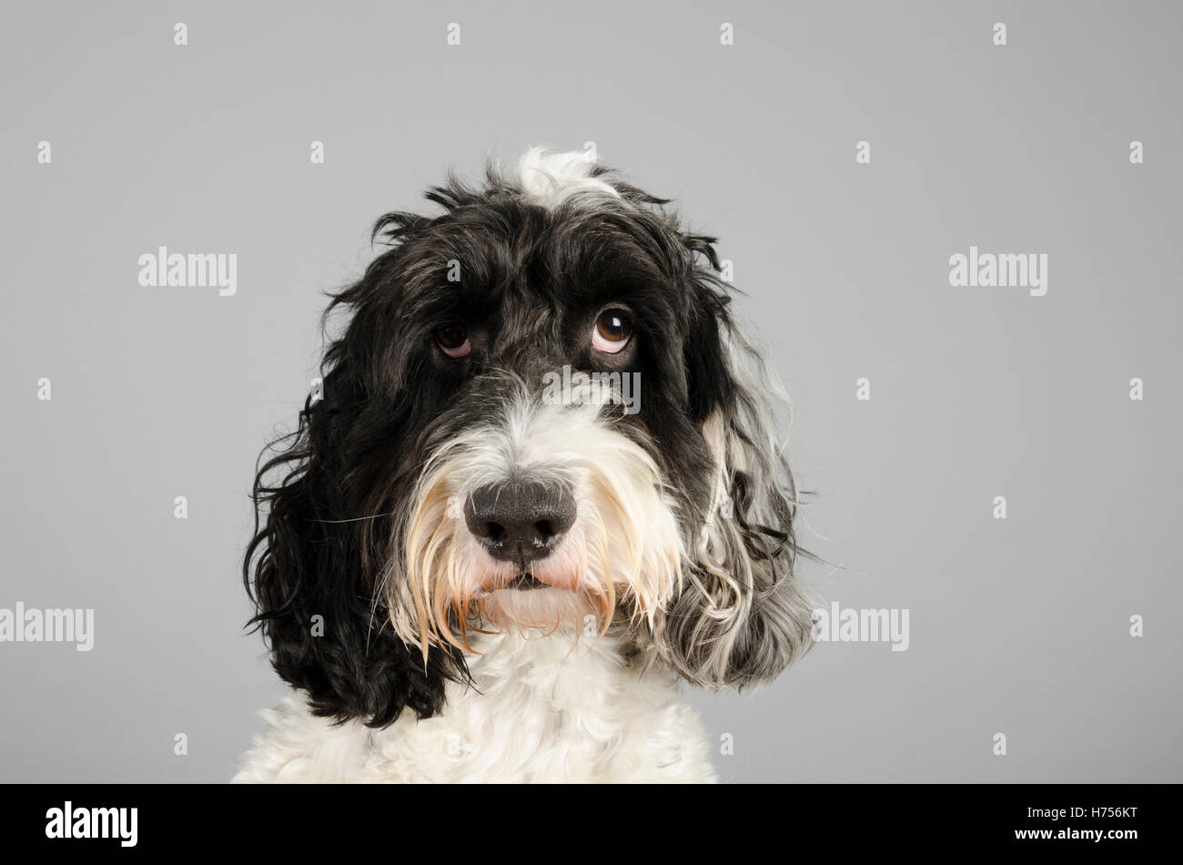 Male, Cockapoo Dog, 2 years old, UK Stock Photo - Alamy