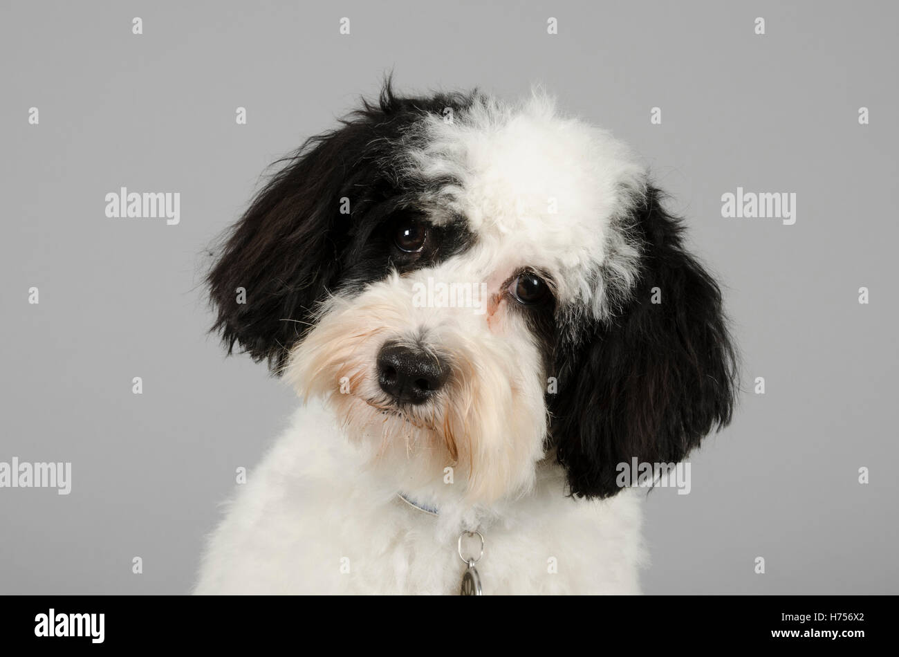Grey havanese dog hi-res stock photography and images - Alamy