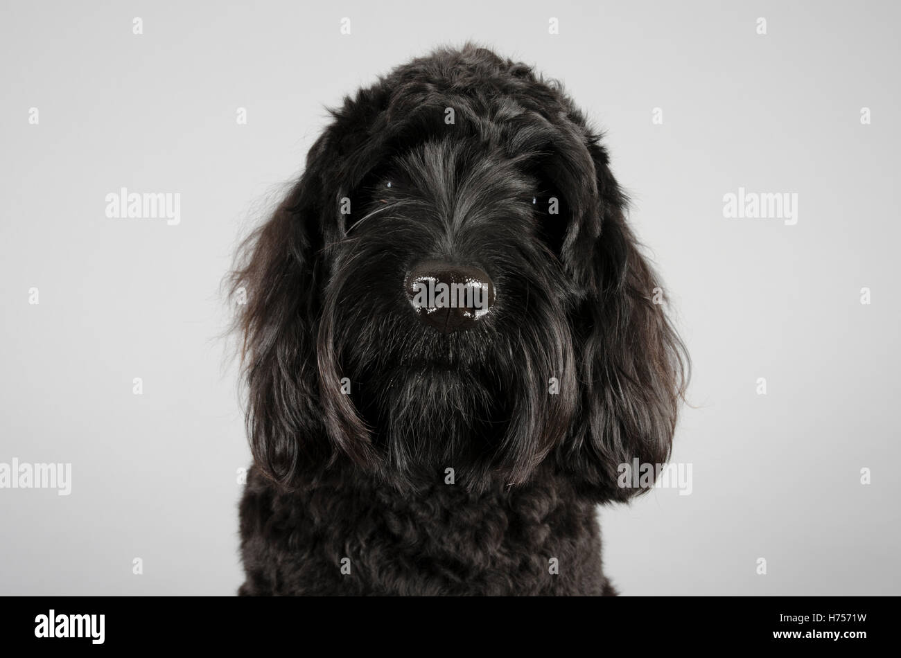 Labradoodle Headshot High Resolution Stock Photography and Images - Alamy