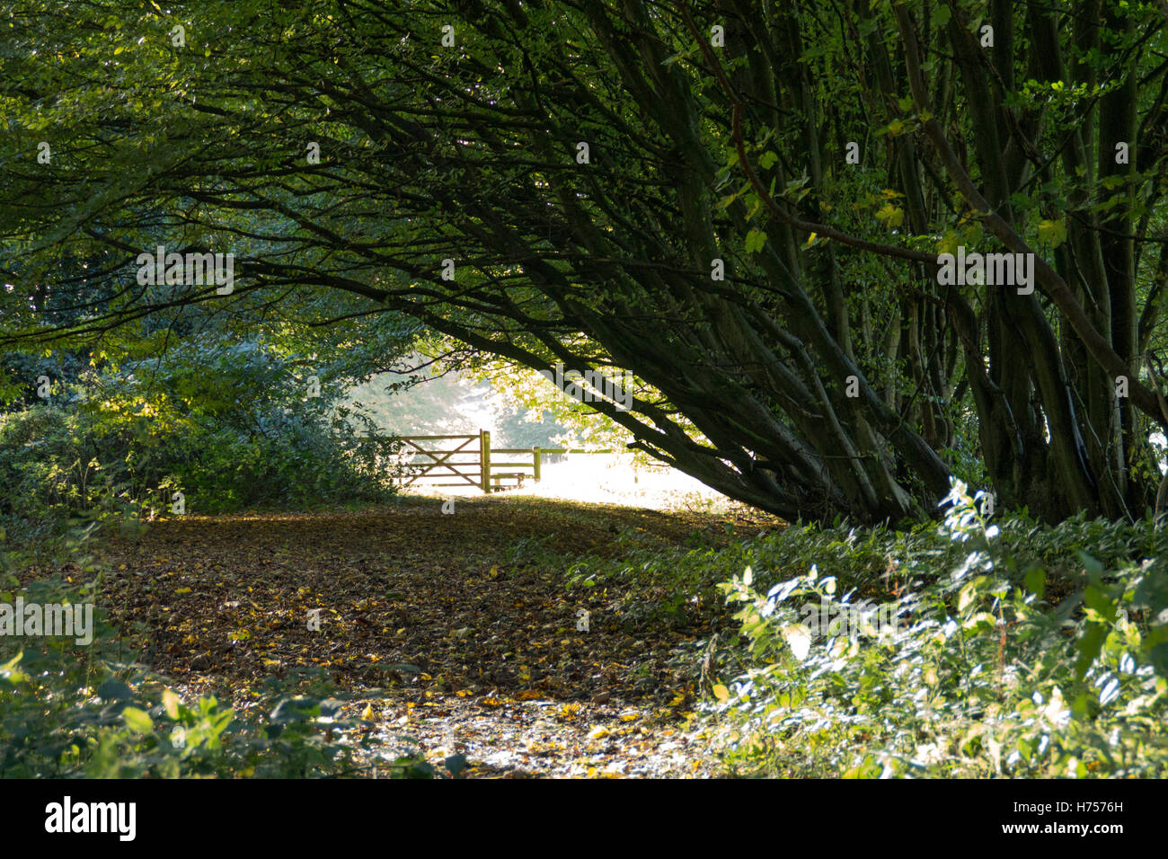 Woodland Archway Trees Pathway Trail Stock Photo - Alamy