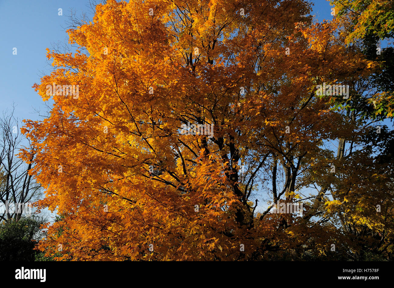 Fall foliage in full bloom Stock Photo - Alamy