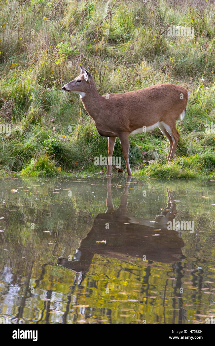 White-Tailed Deer spooked at the water-hole Stock Photo - Alamy