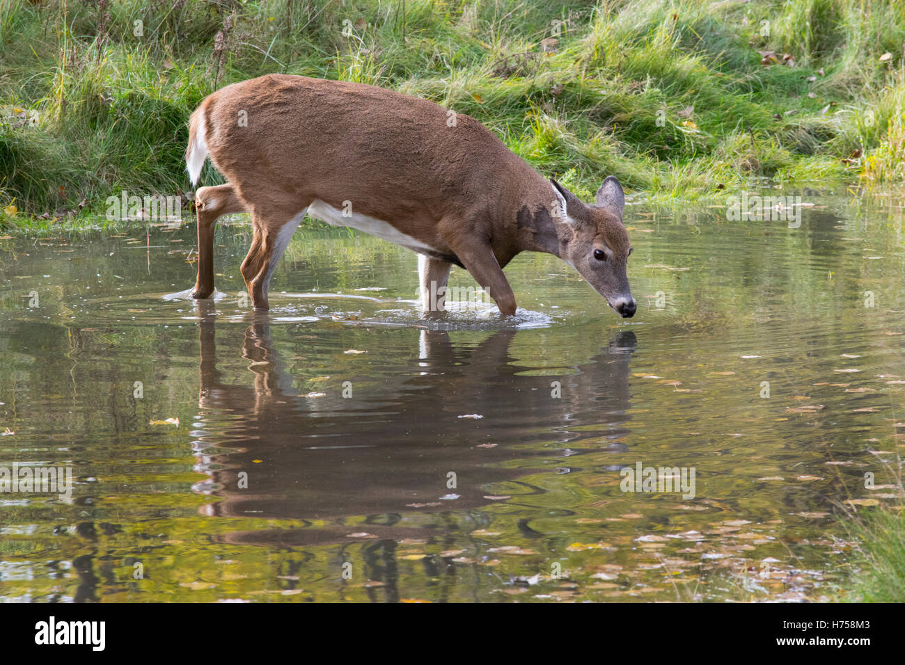 A White-Tailed Deer wading in the pond Stock Photo - Alamy