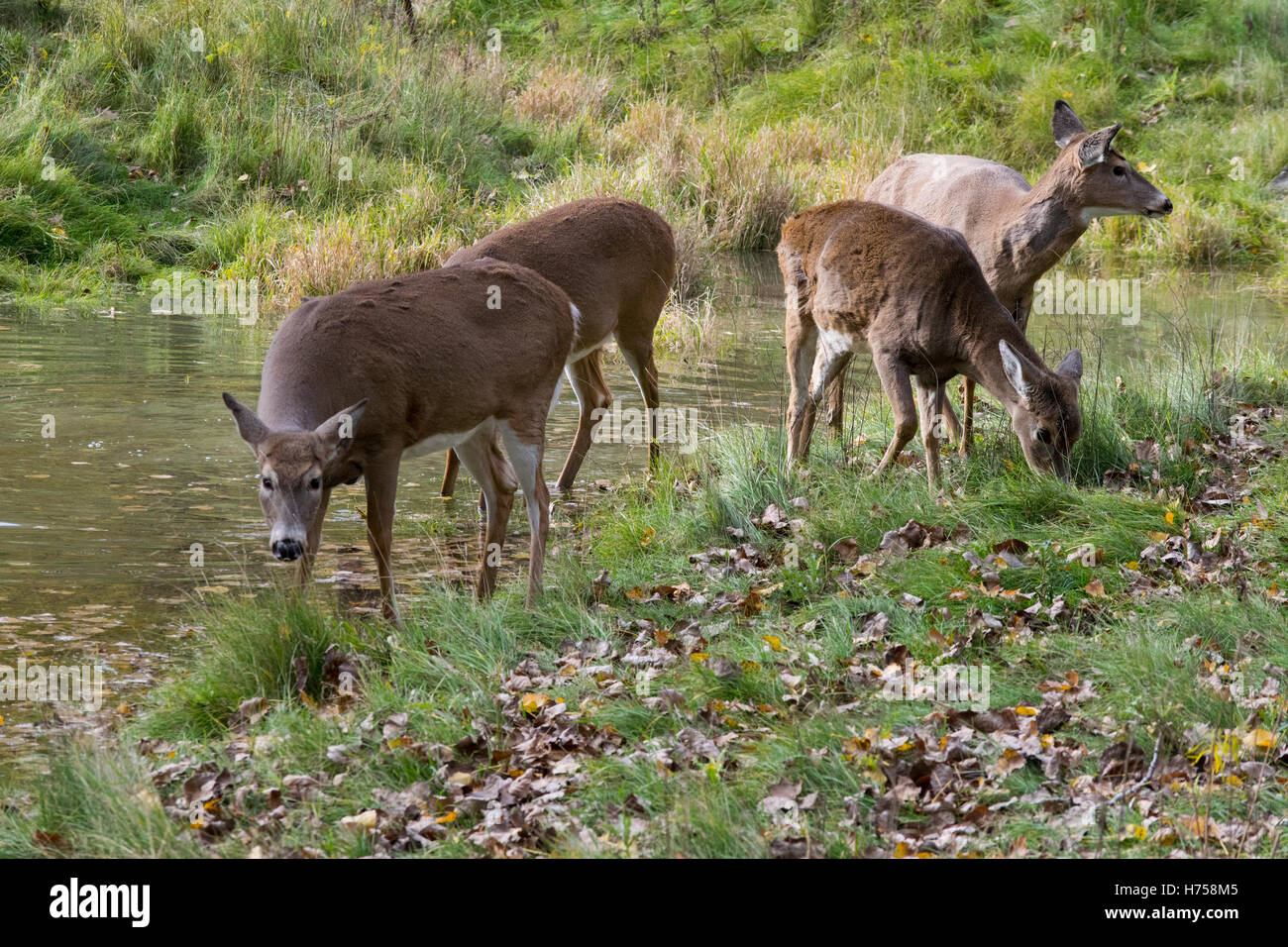 Four White-Tailed Deer gathered at the pond Stock Photo - Alamy