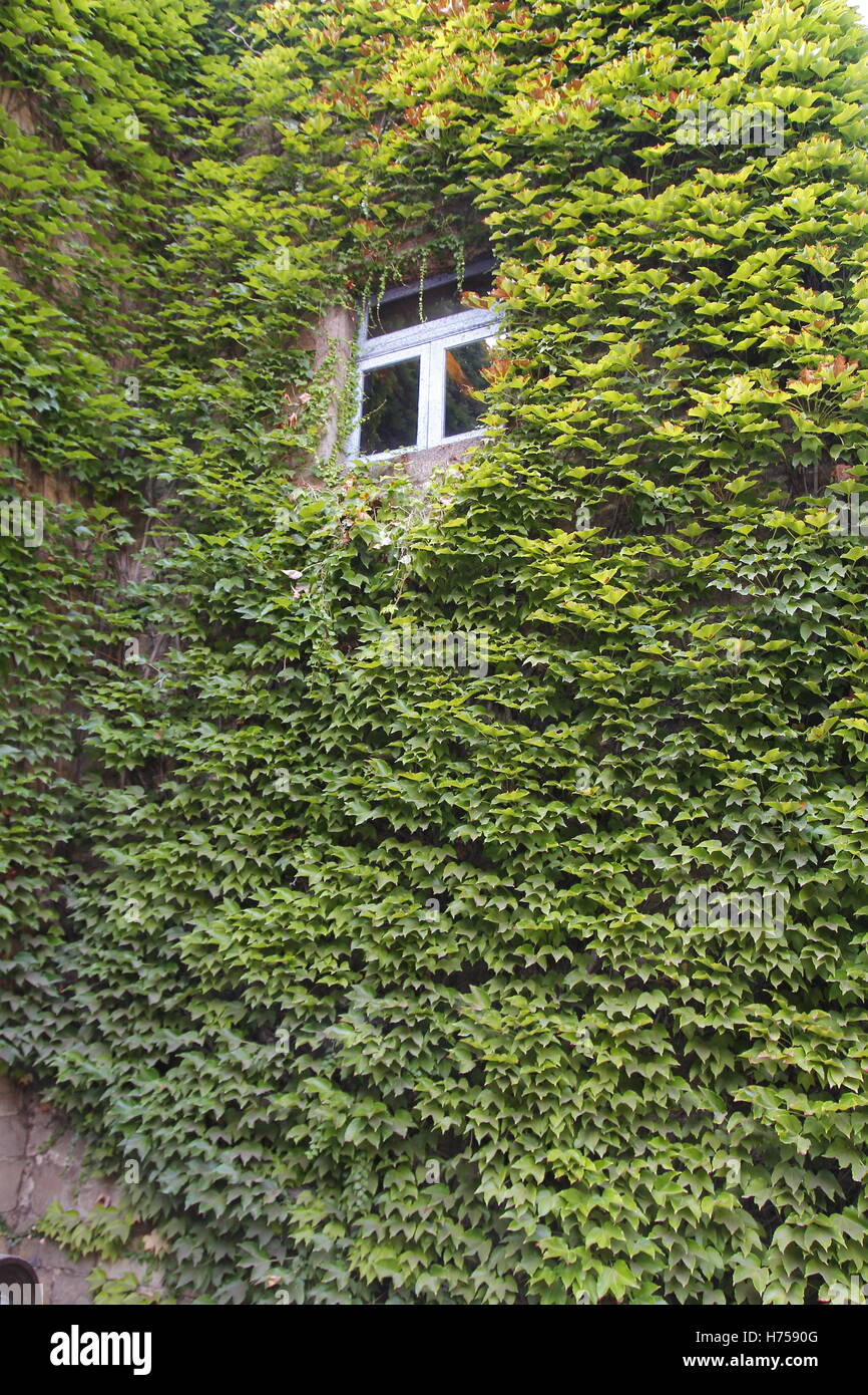 Living plants wall green environment hi-res stock photography and ...