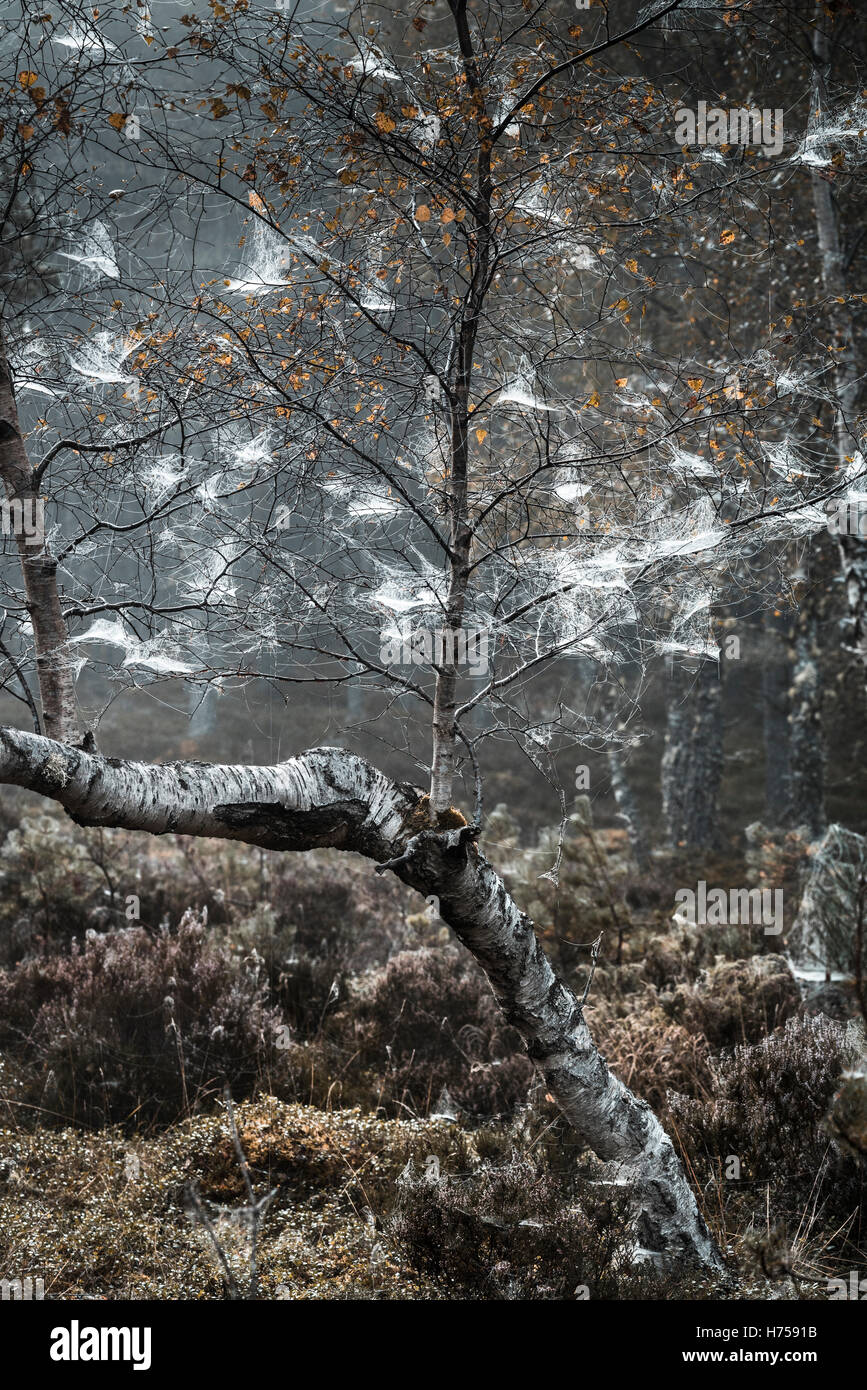 Birch trees and webs at Abernethy forest in Scotland Stock Photo - Alamy