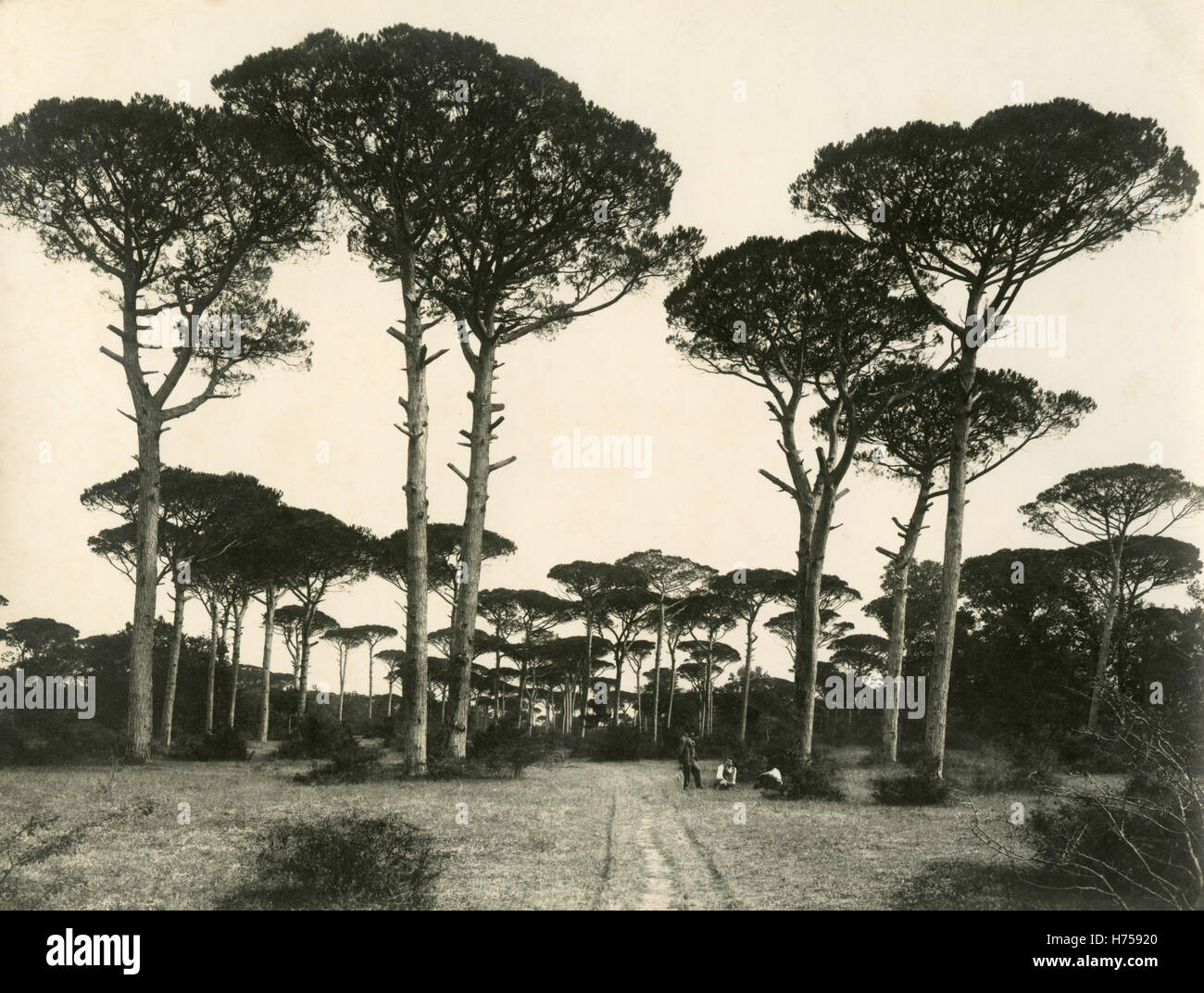 Ravenna pineta hi-res stock photography and images - Alamy