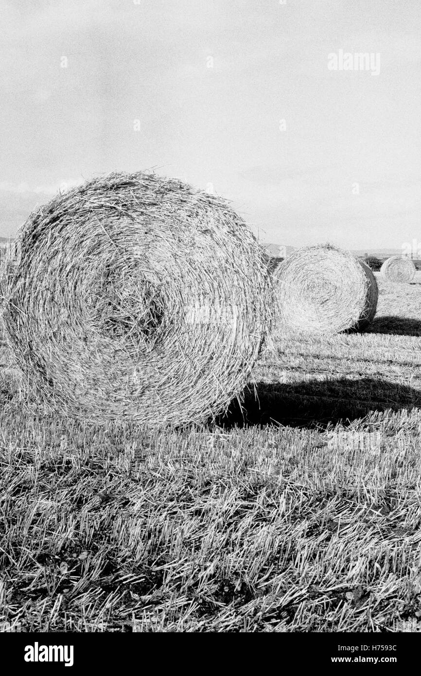 Baled hay Black and White Stock Photos & Images - Alamy