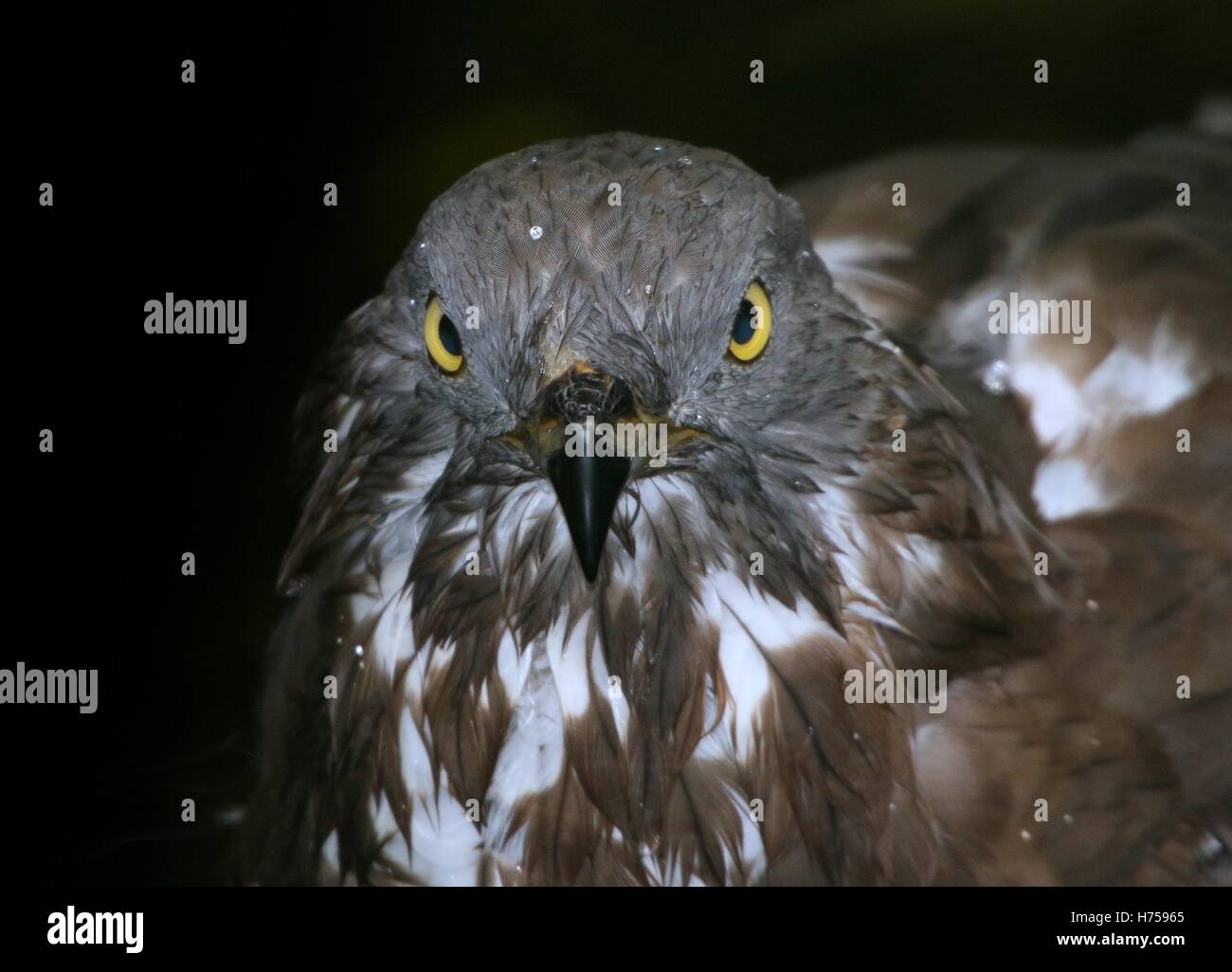 Angry looking female European honey buzzard (Pernis apivorus) a.k.a ...