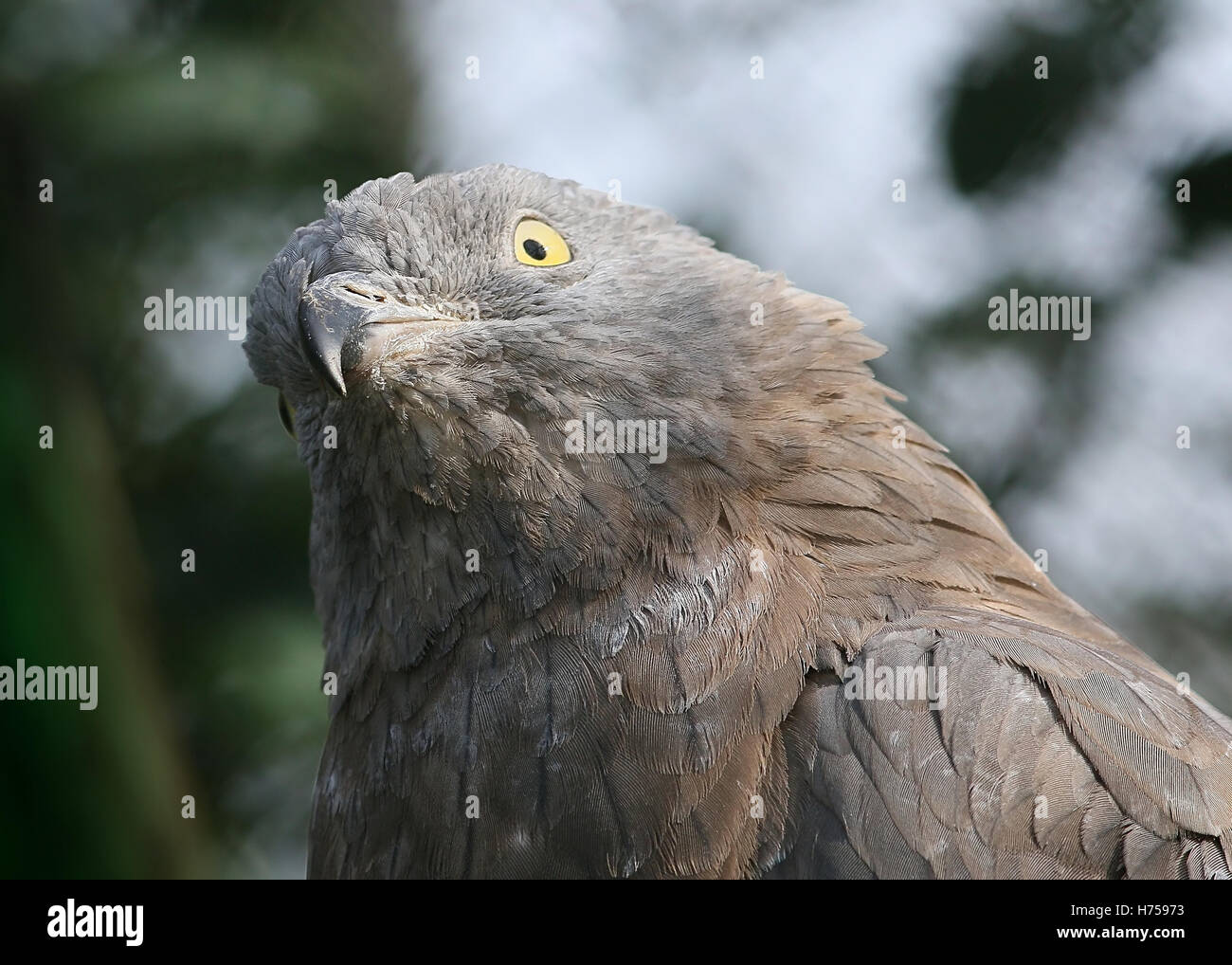 Male European honey buzzard (Pernis apivorus) a.k.a.Common Pern Stock ...