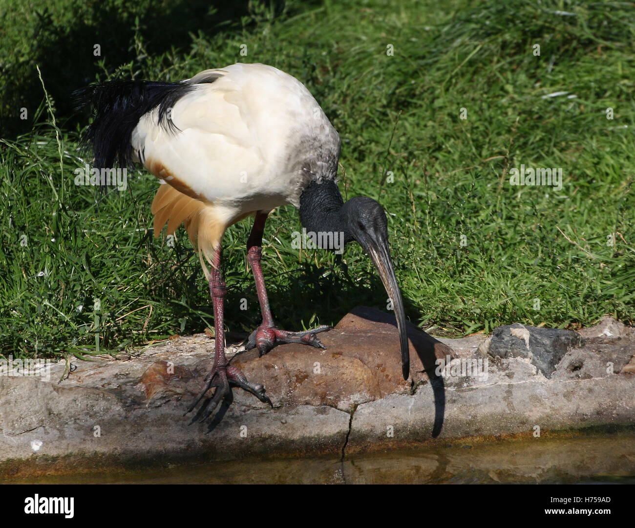 African Sacred White ibis (Threskiornis aethiopicus) fishing at the ...