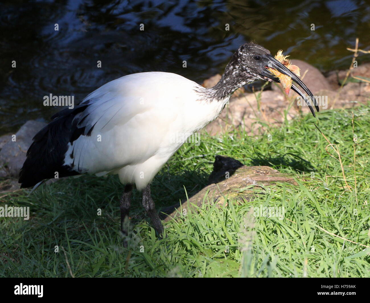 Ibis chick hi-res stock photography and images - Alamy