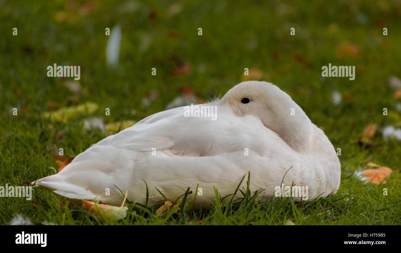 resting duck on the grass Stock Photo - Alamy