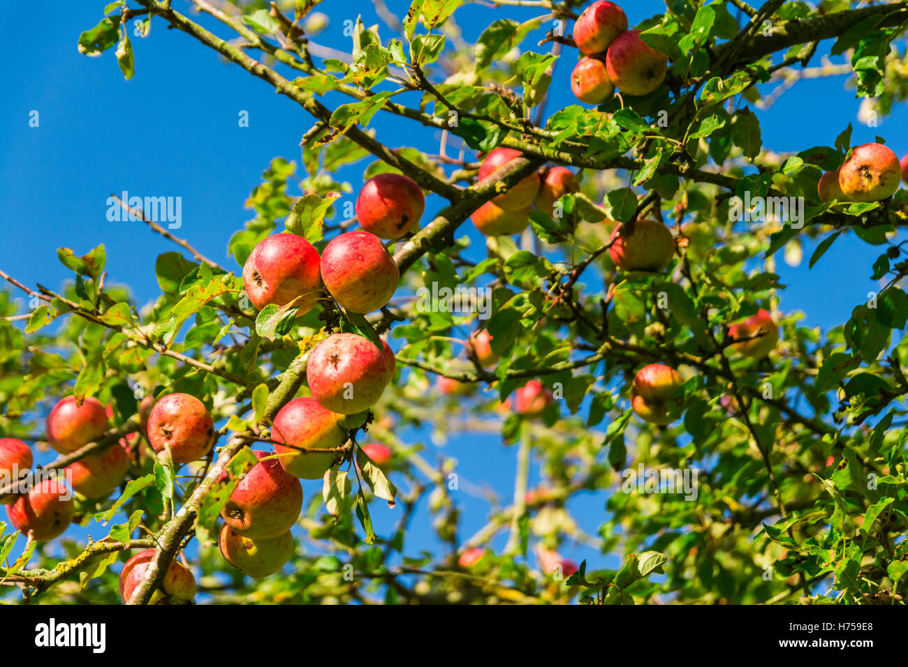 apple tree with red apples Stock Photo - Alamy