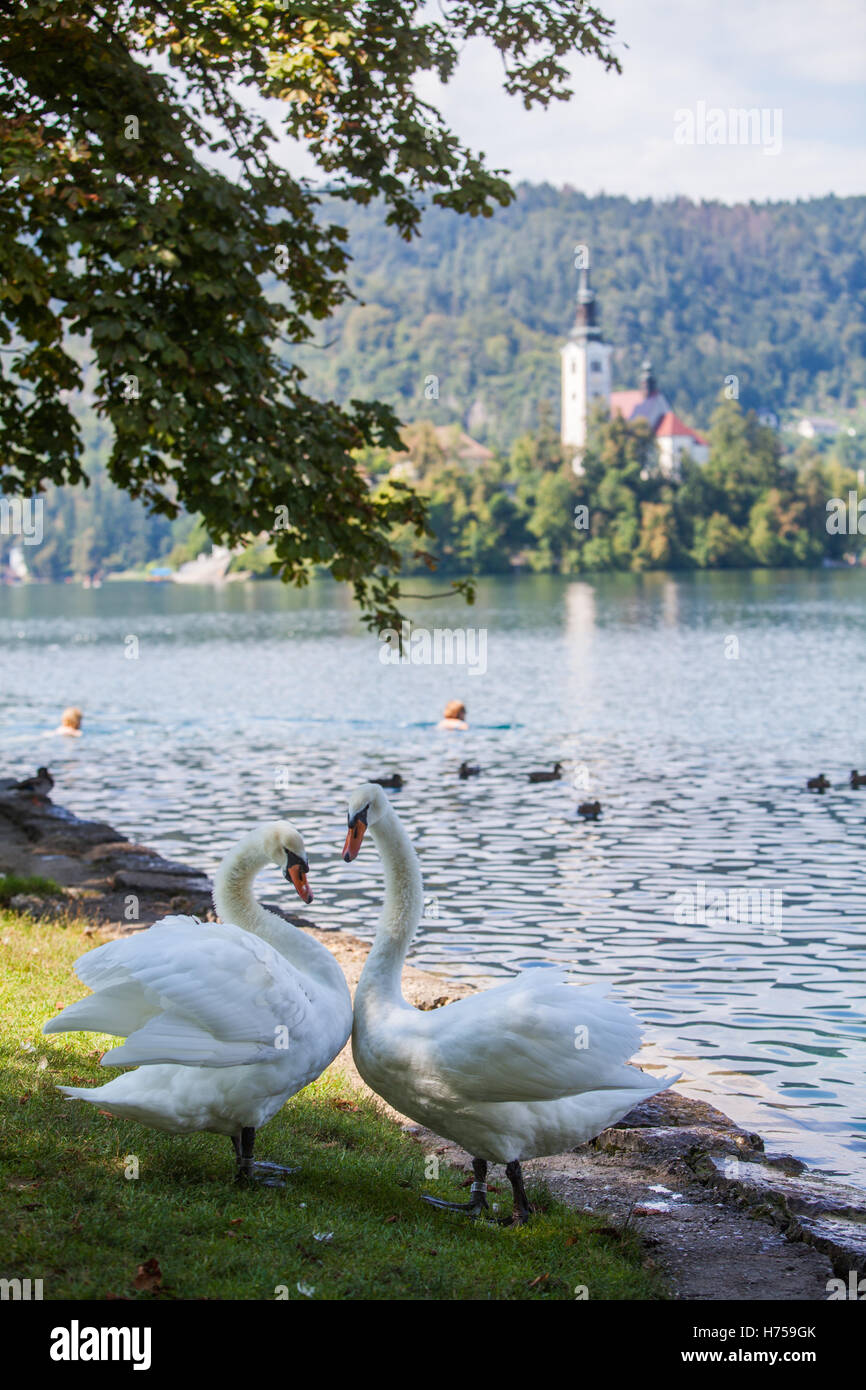 Color image of two swans moving their necks Stock Photo - Alamy