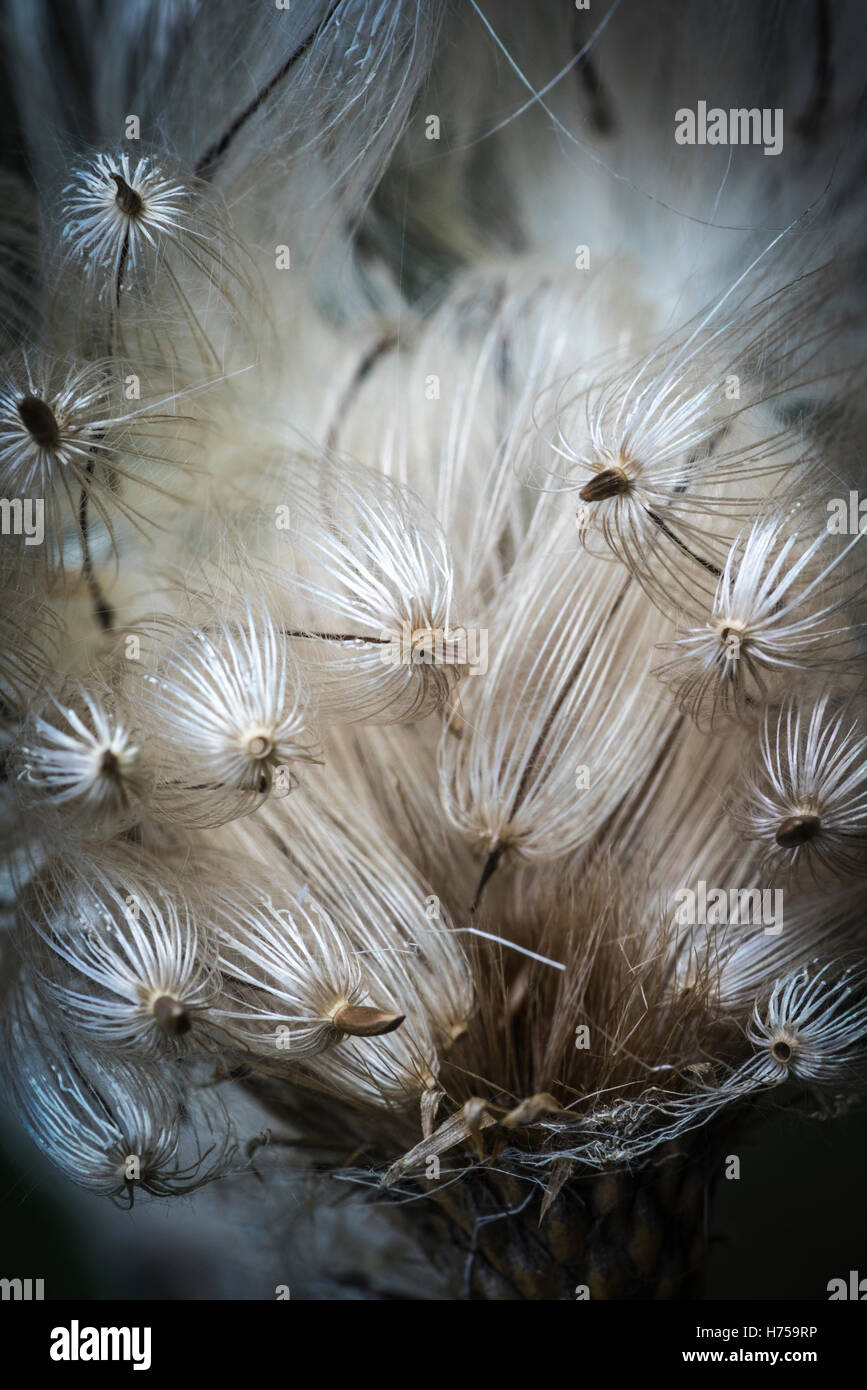 Airborne seeds hi-res stock photography and images - Alamy