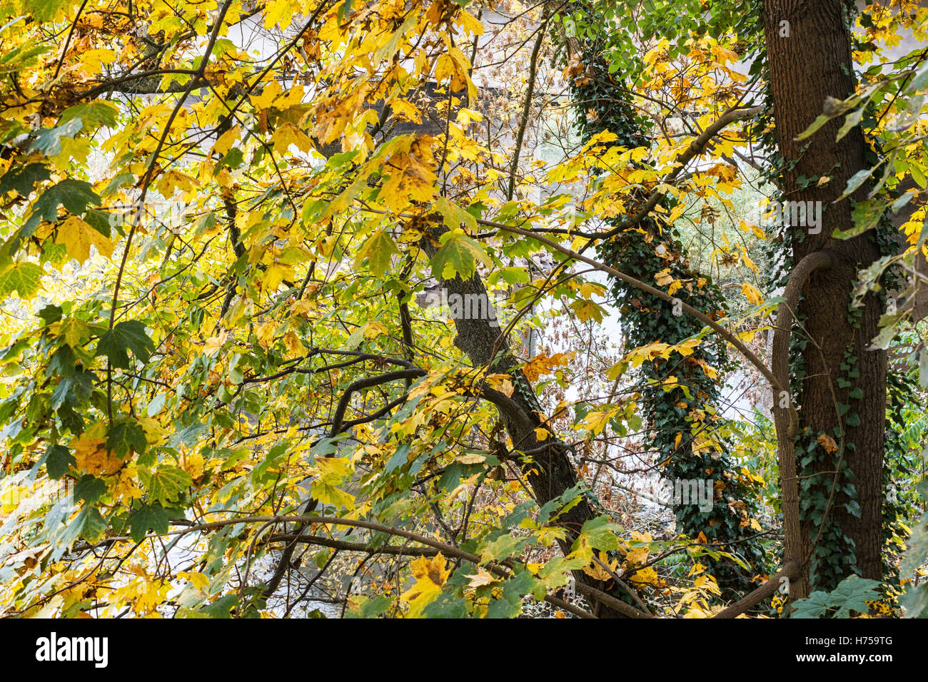 Three trees trunks hi-res stock photography and images - Alamy