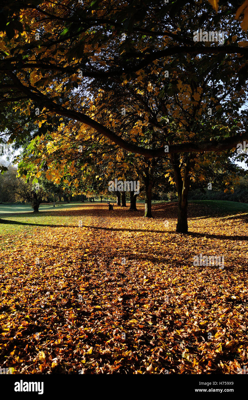 2nd November 2016. Bourne, United Kingdom. Autumn Colours in the ...