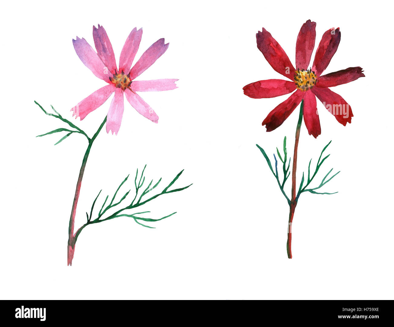 Hand Drawing Cosmos Watercolor High Resolution Stock Photography and ...
