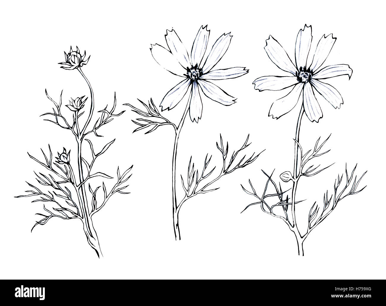 Pink Cosmos bipinnatus, commonly called the garden cosmos or Mexican ...