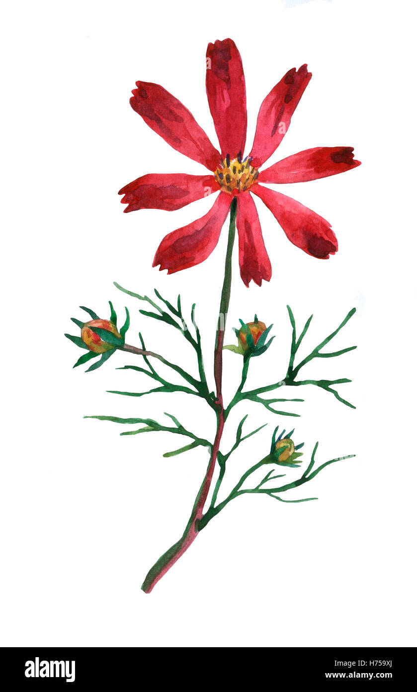 Hand drawing cosmos watercolor hi-res stock photography and images - Alamy