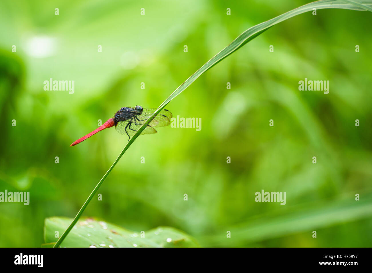 Green wildlife hi-res stock photography and images - Alamy