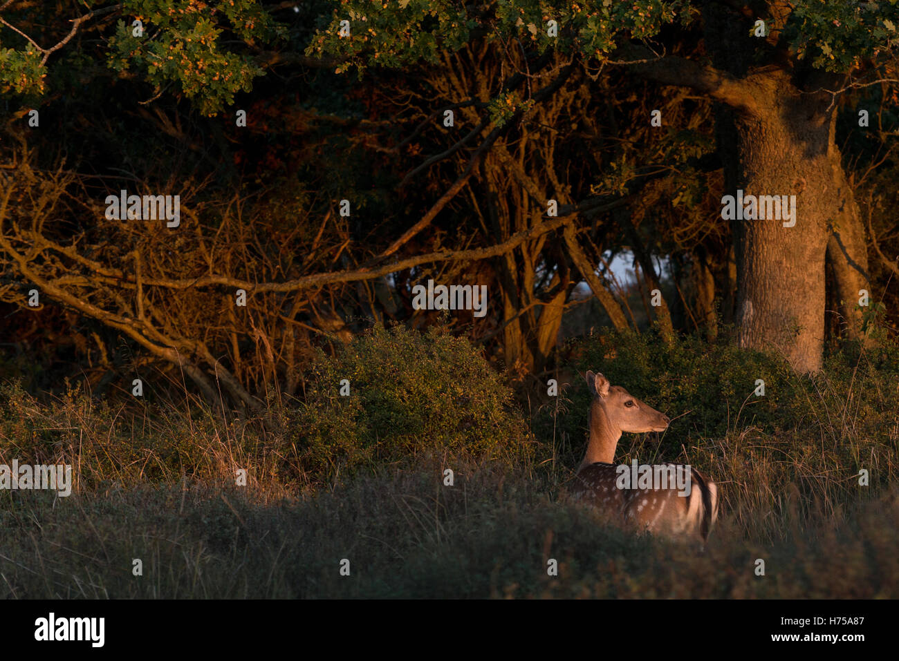 nature reservation ottenby in the south of isle oeland, Sweden, europe ...