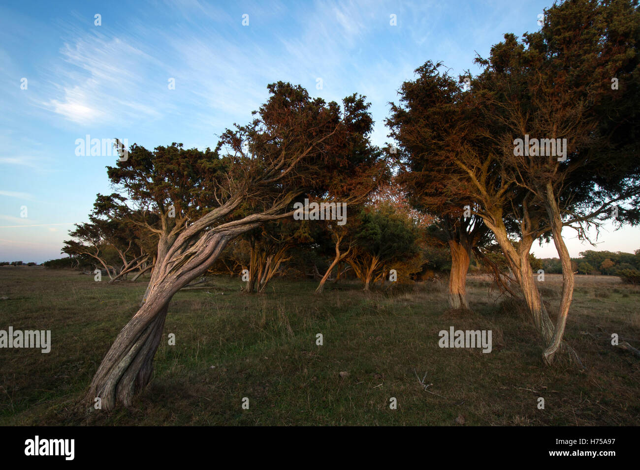 nature reservation ottenby in the south of isle oeland, Sweden, europe ...