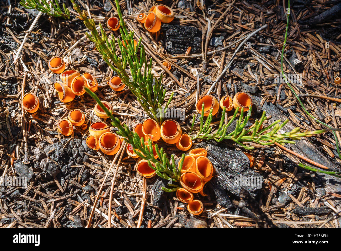 Vulcan pixie cup hi-res stock photography and images - Alamy