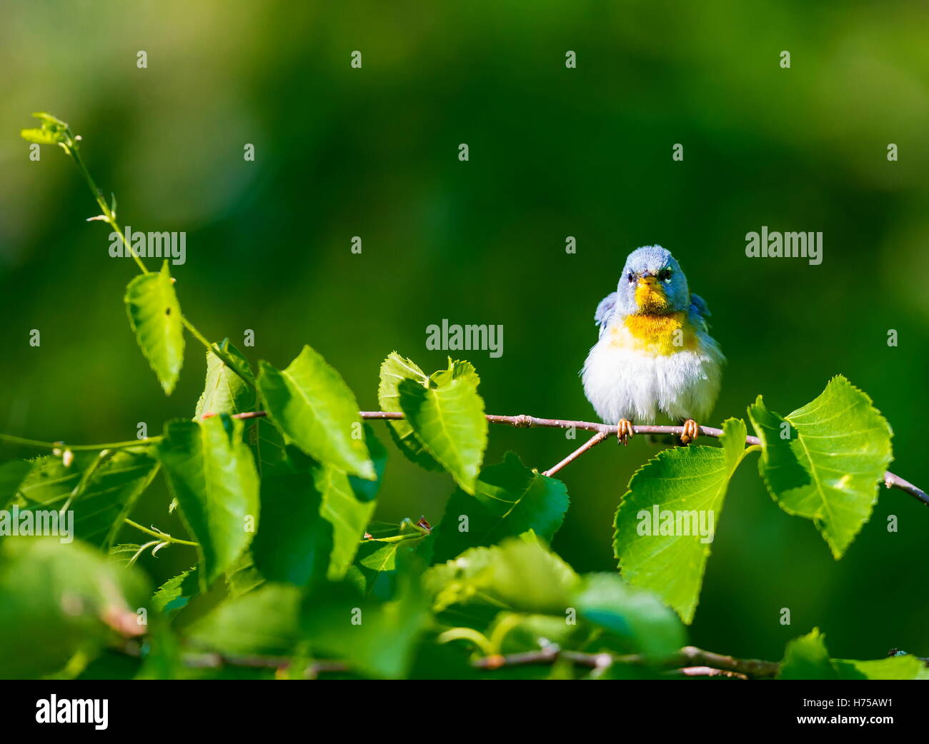 A small warbler of the upper canopy, the Northern Parula can be found ...