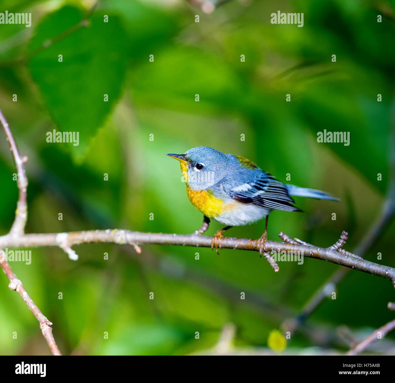 A small warbler of the upper canopy, the Northern Parula can be found ...