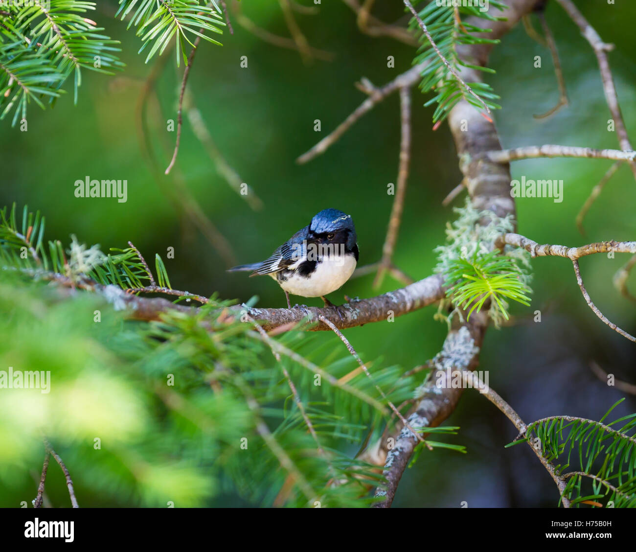 The Black Throated Blue Warbler is a handsome and familiar warbler of ...