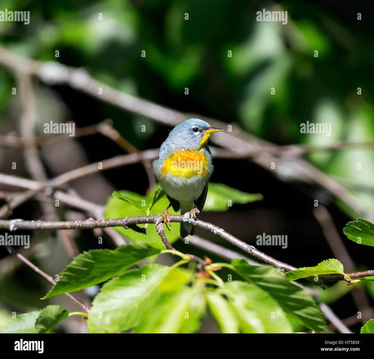 Avian beauty in tree canopy hi-res stock photography and images - Alamy