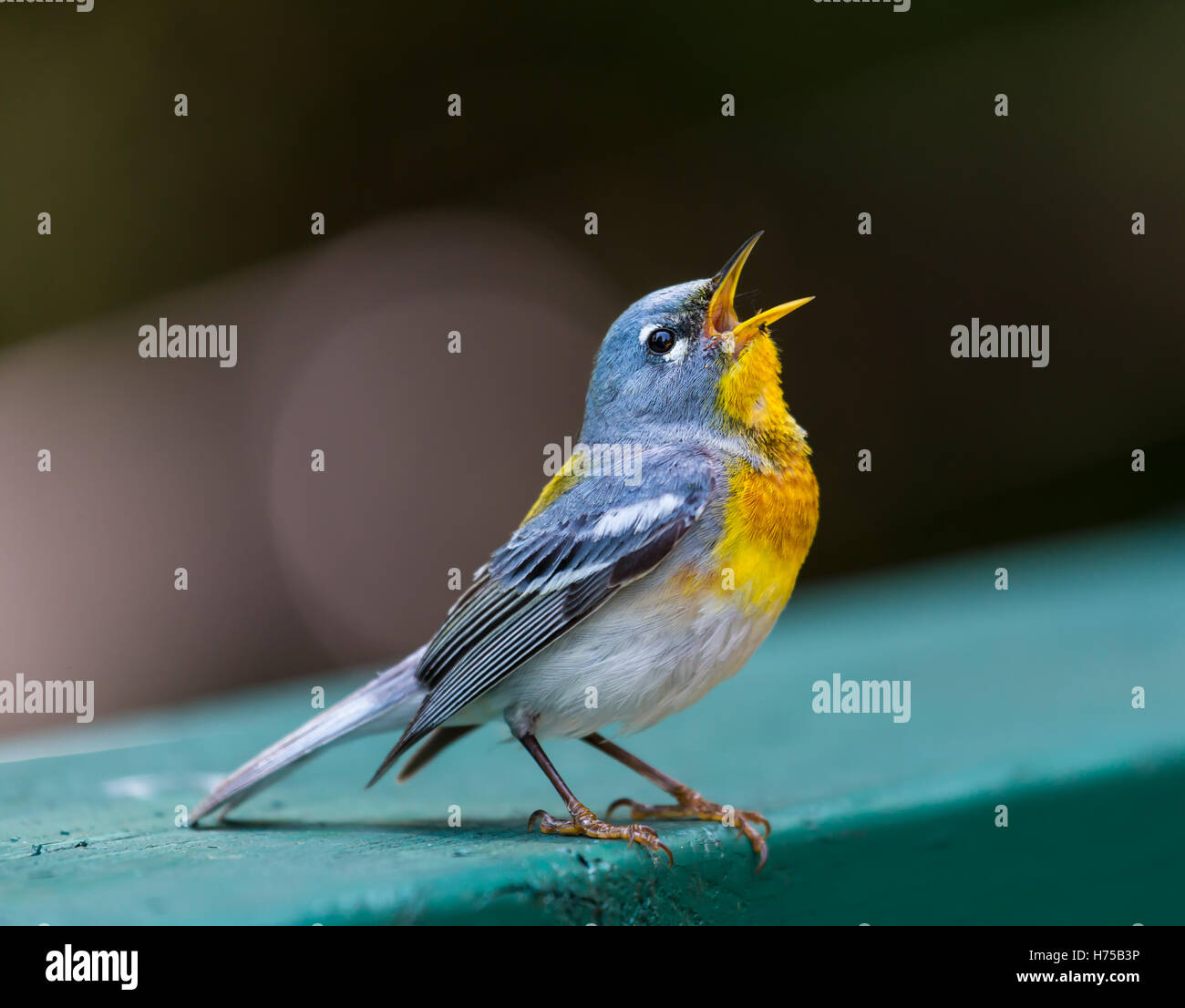 Upper canopy hi-res stock photography and images - Alamy