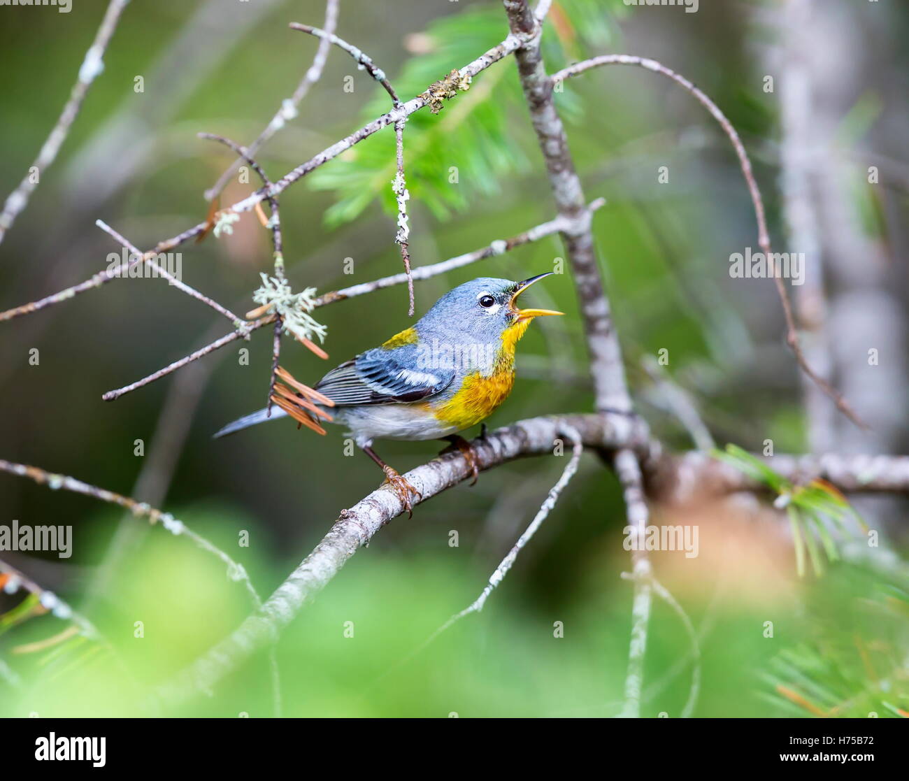 Avian beauty in tree canopy hi-res stock photography and images - Alamy