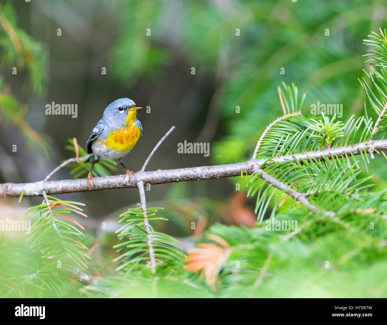Avian beauty in tree canopy hi-res stock photography and images - Alamy