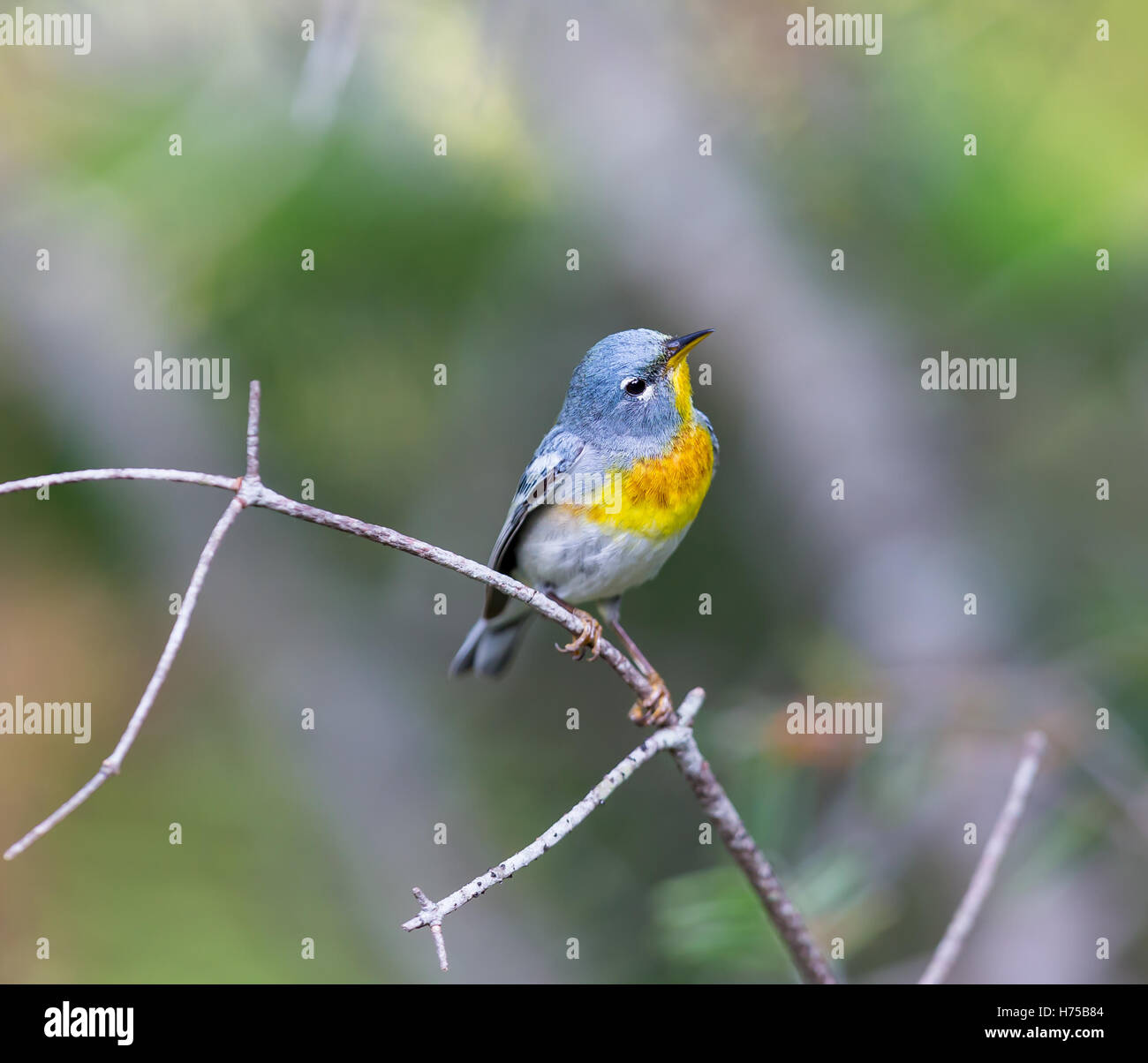 Avian beauty in tree canopy hi-res stock photography and images - Alamy
