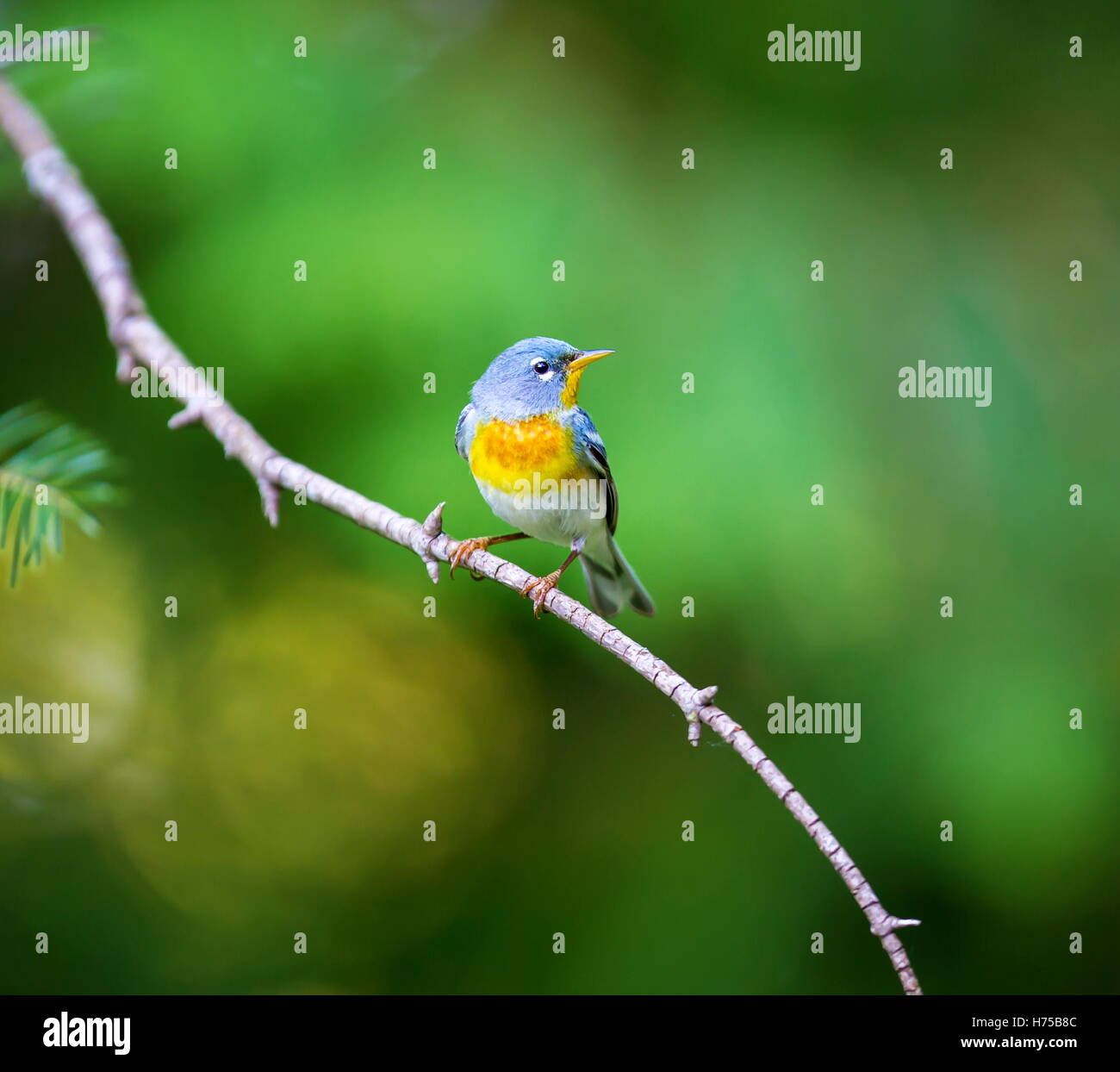 Avian beauty in tree canopy hi-res stock photography and images - Alamy