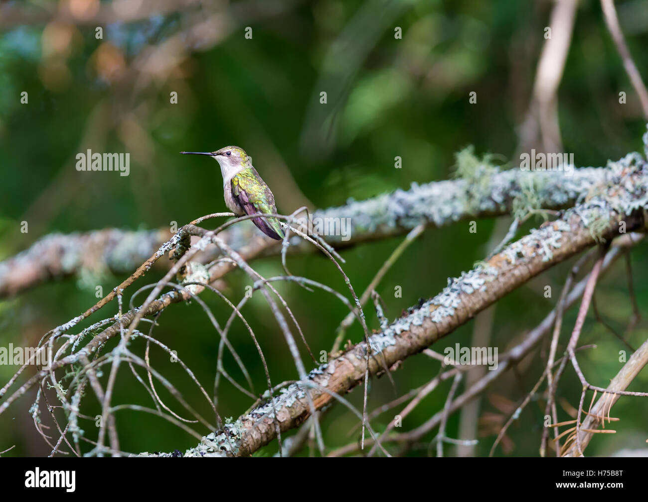 Hummingbird friendly flower hi-res stock photography and images - Alamy