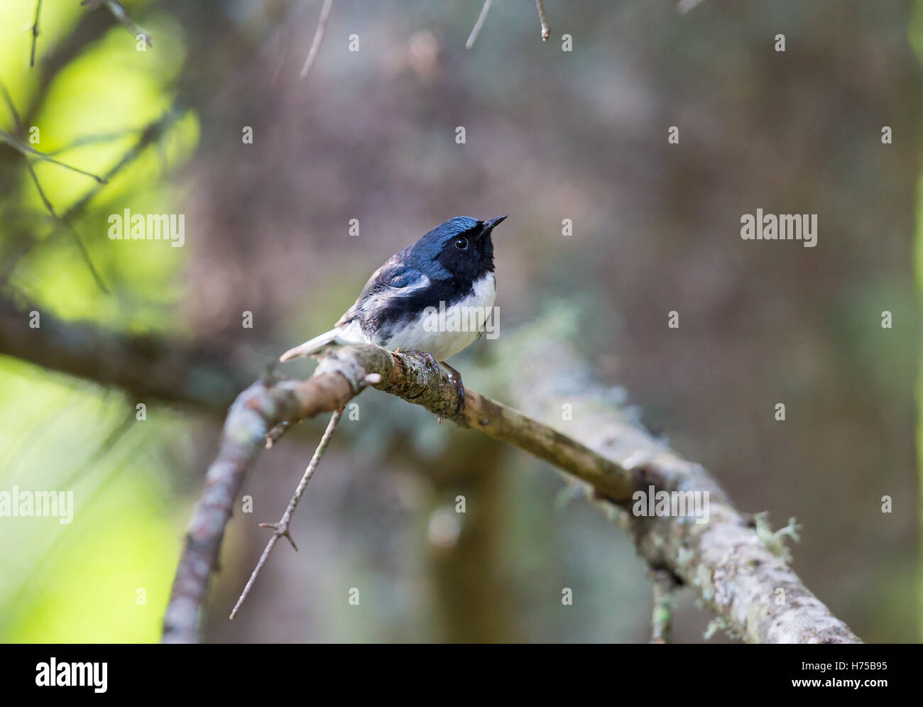 The Black Throated Blue Warbler is a handsome and familiar warbler of ...