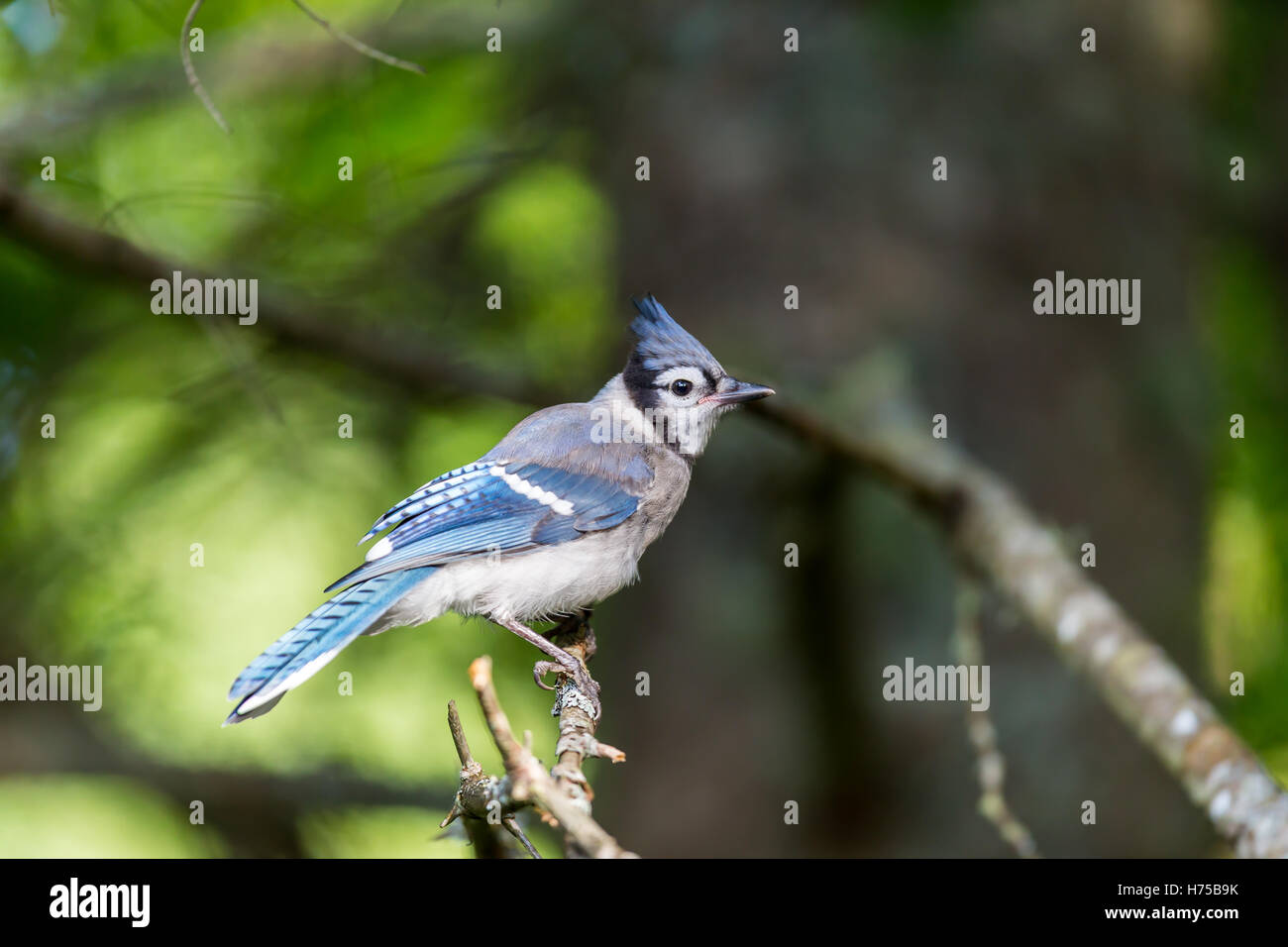 Perky crest hi-res stock photography and images - Alamy