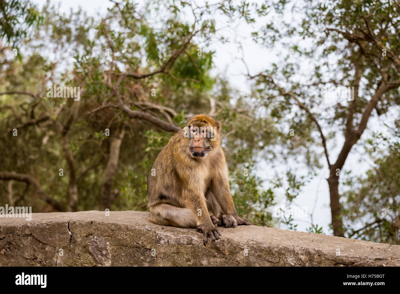 The Barbary macaque population in Gibraltar is the only wild monkey ...