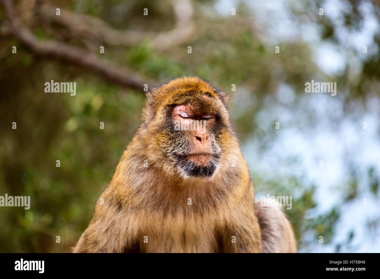 The Barbary macaque population in Gibraltar is the only wild monkey ...